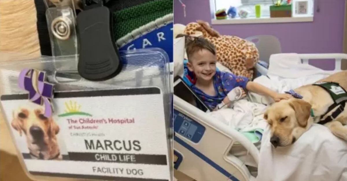 Golden Retriever assunto come cane da terapia da sostegno e affetto ai ...