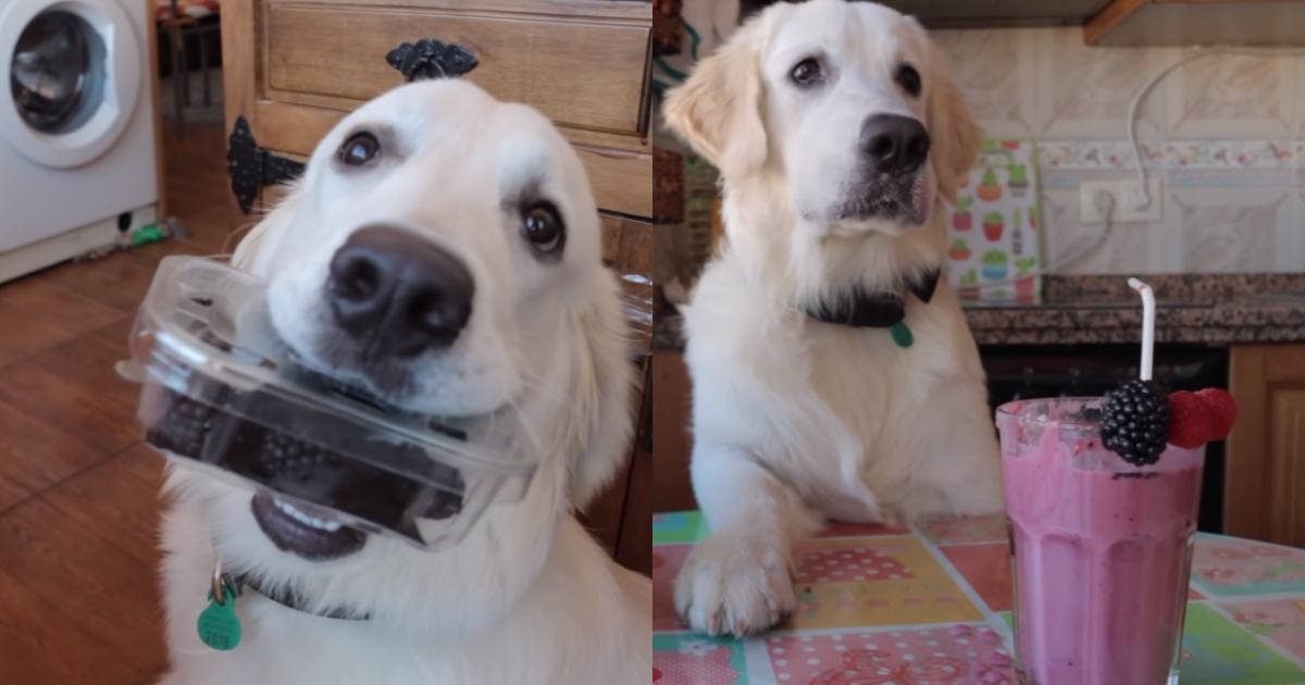 Golden Retriever diventa lo chef più amato nelle reti dopo aver ...