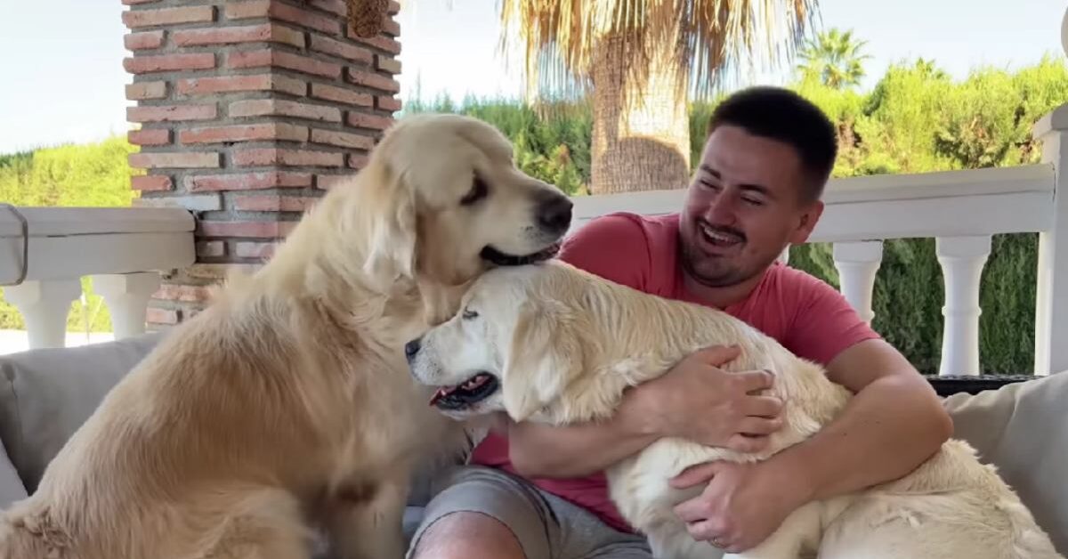 Golden Retriever si rifiuta di accettare che il suo proprietario ...