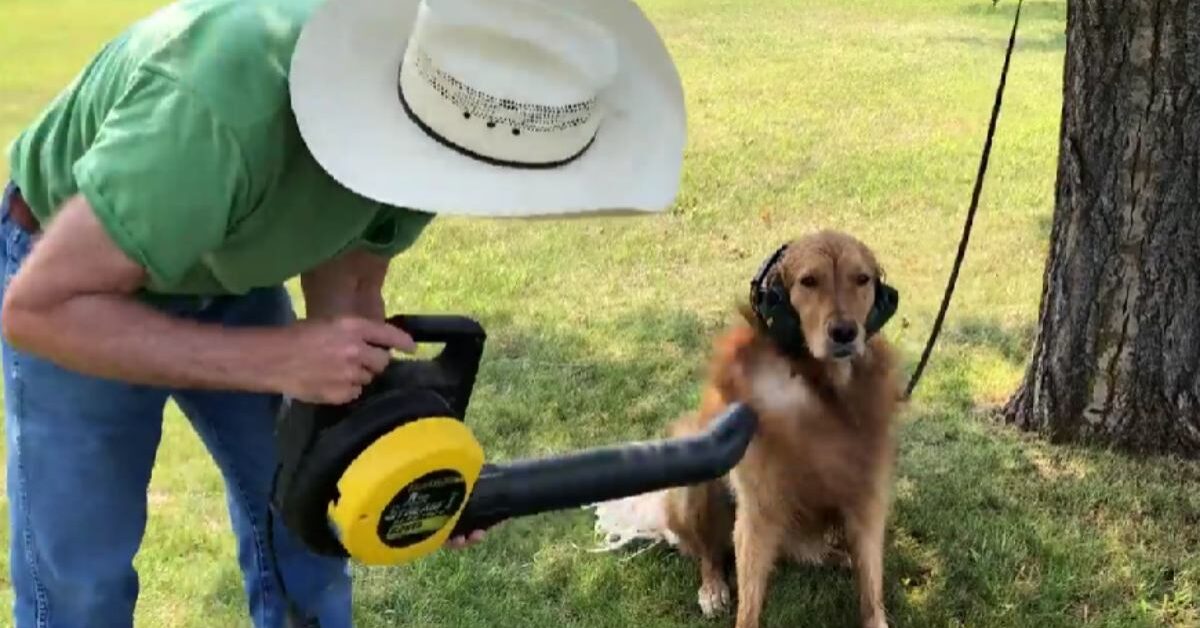 Il Golden Retriever si diverte nella spa domestica più economica di ...