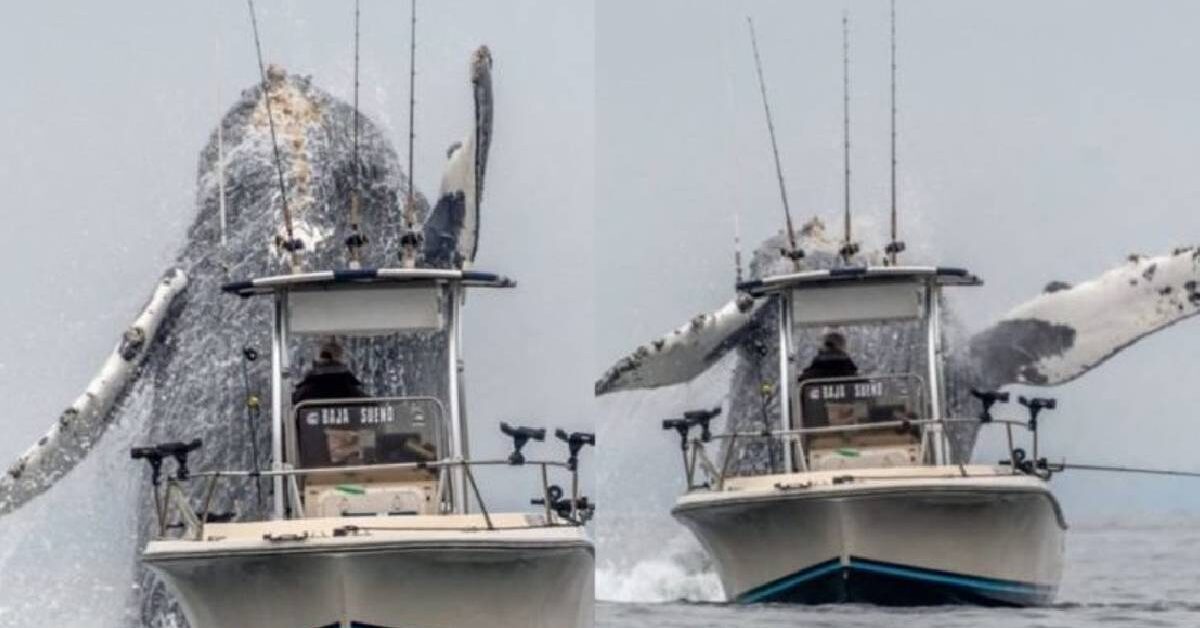Enorme balena si avvicina a una barca e rischia di rovesciarla: le ...