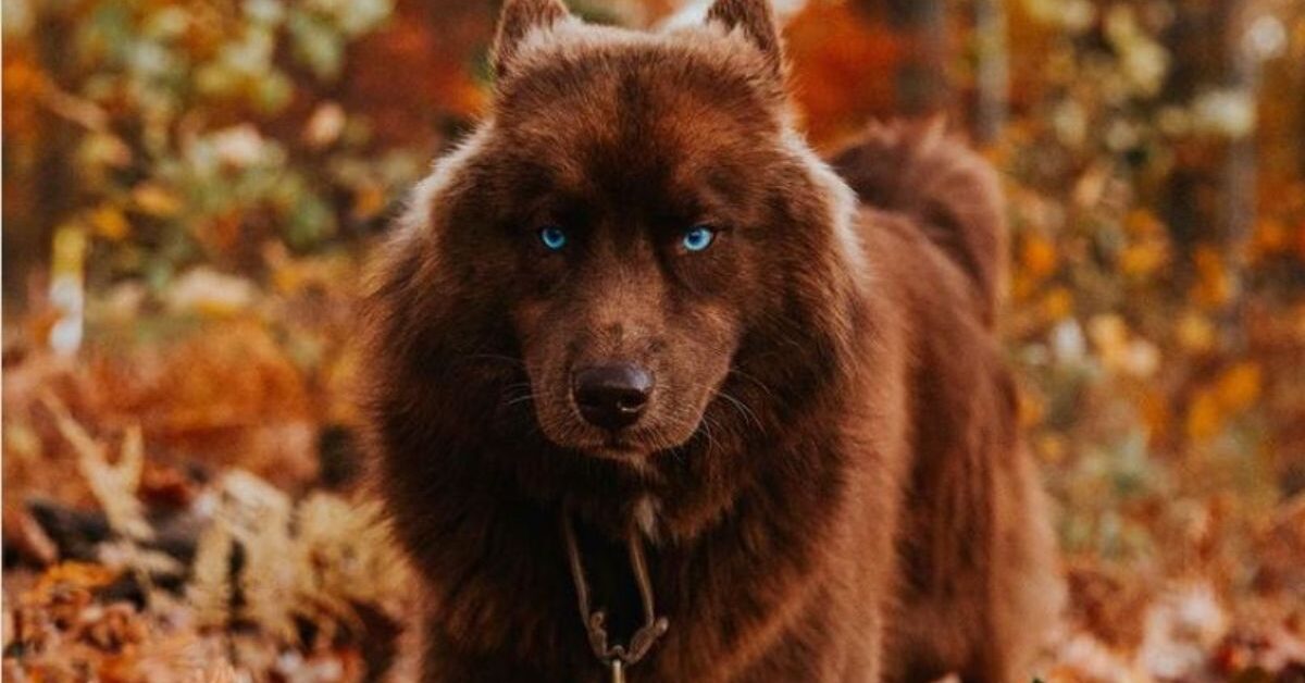 Il Siberian Husky marrone è tra i cani più belli al mondo: la storia di ...