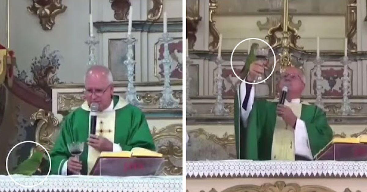 Pappagallo entra in chiesa e cerca di bere il vino dal calice che tiene ...