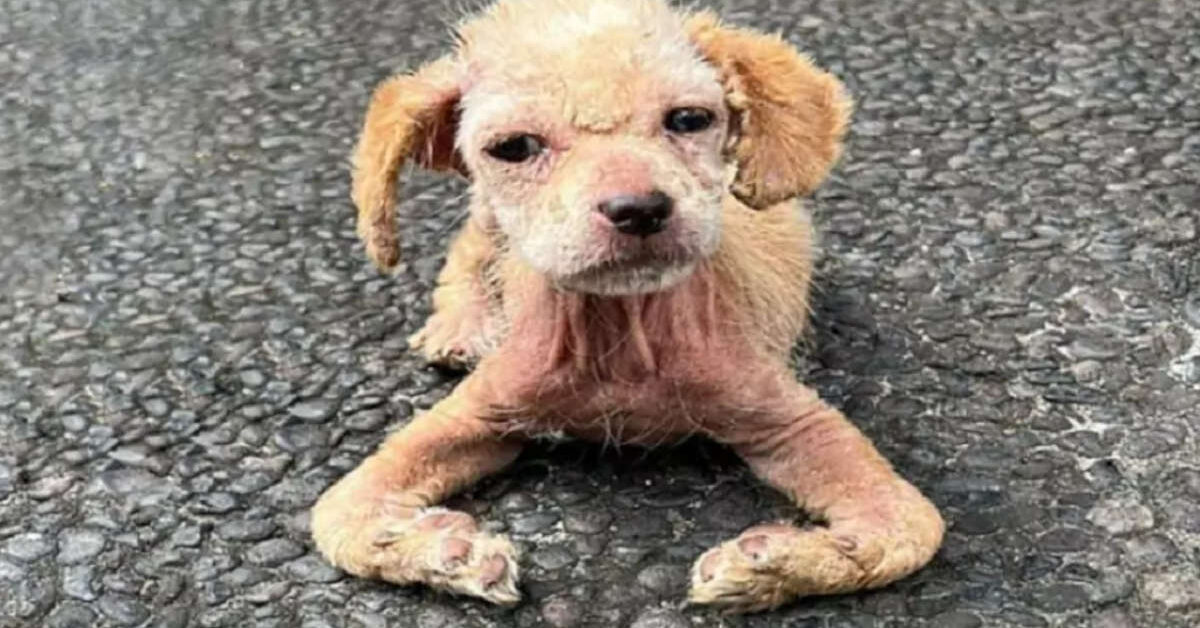 Cagnolina di due mesi abbandonata striscia verso i soccorritori per ...