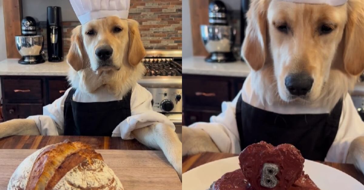 Golden Retriever chef conquisterà il cuore di tutti con le sue abilità ...