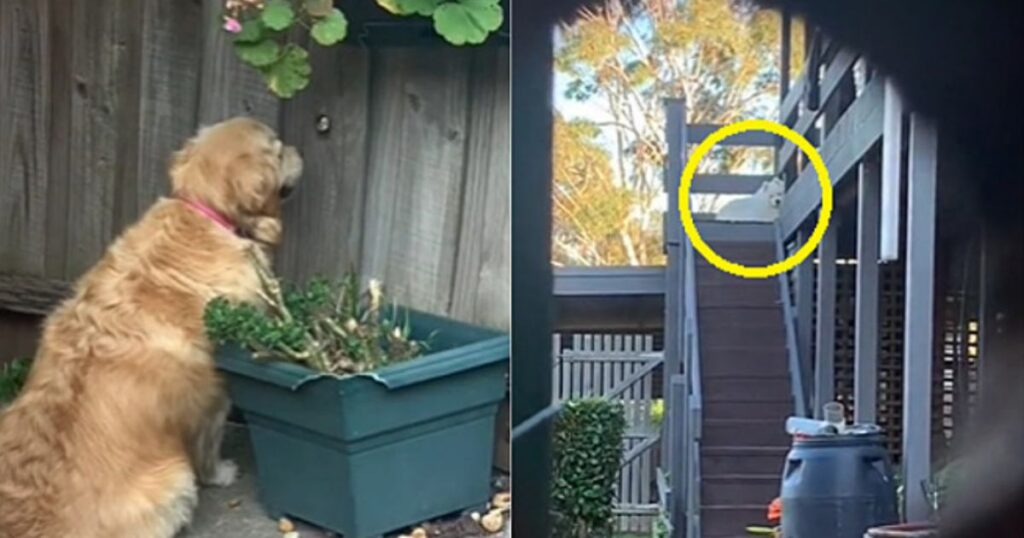 Golden Retriever spia il cane del vicino attraverso un buco nella sua ...