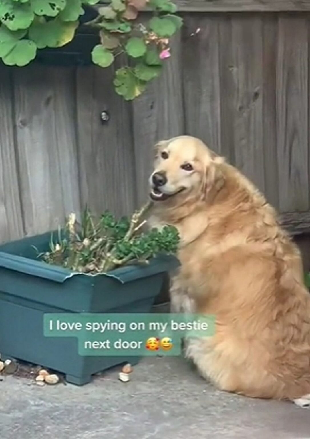 Golden Retriever spia il cane del vicino attraverso un buco nella sua ...