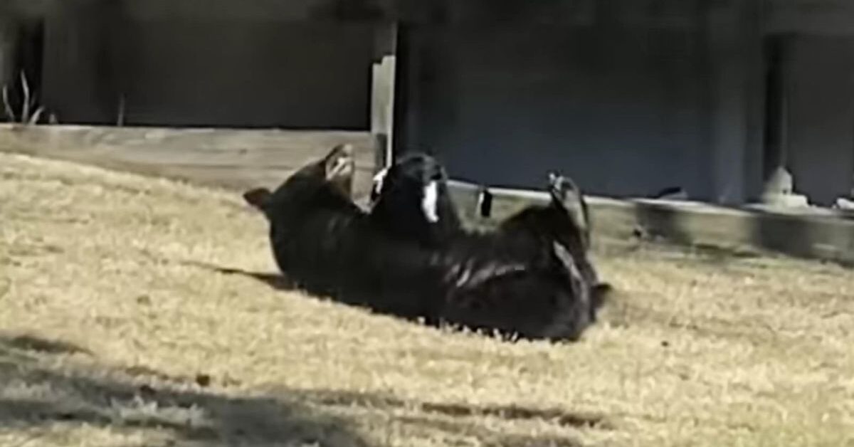 La donna guarda fuori in cortile l'orso che gioca con le cose di suo ...