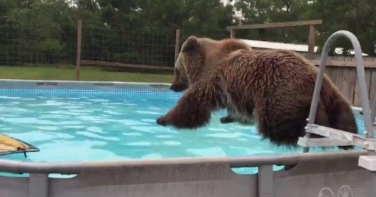 L'orso bruno ama così tanto l'acqua che ogni giorno si tuffa in piscina ...