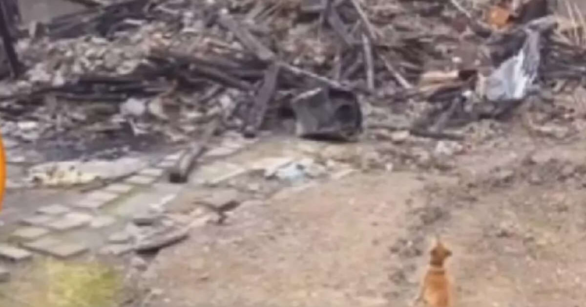 Cagnolino inizia lo sciopero della fame perché crede di aver perso il ...