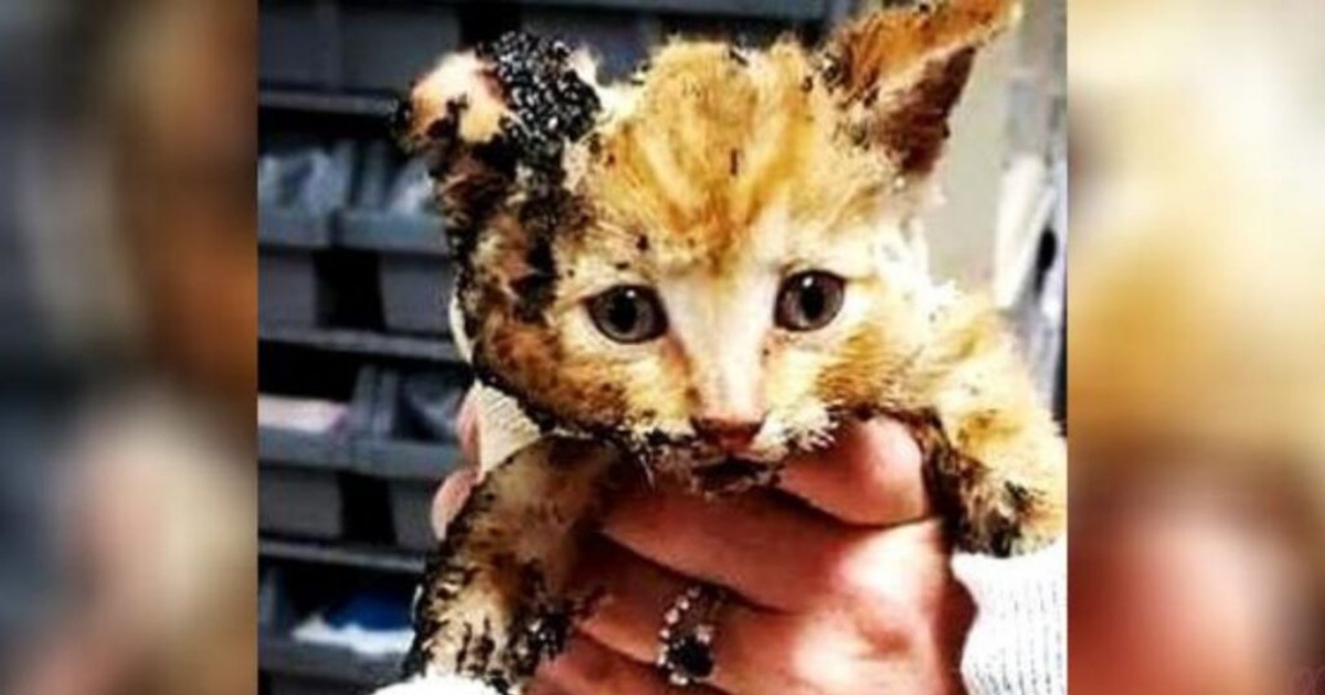 Volontari restano sorpresi quando salvano mamma gatta e i suoi 6 ...