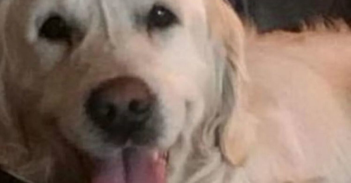 Golden Retriever viaggia per circa 60 km per ritornare a casa dalla ...