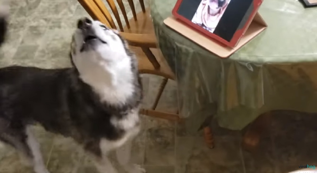Husky guarda il tablet: quando vede cosa appare sullo schermo gli viene ...