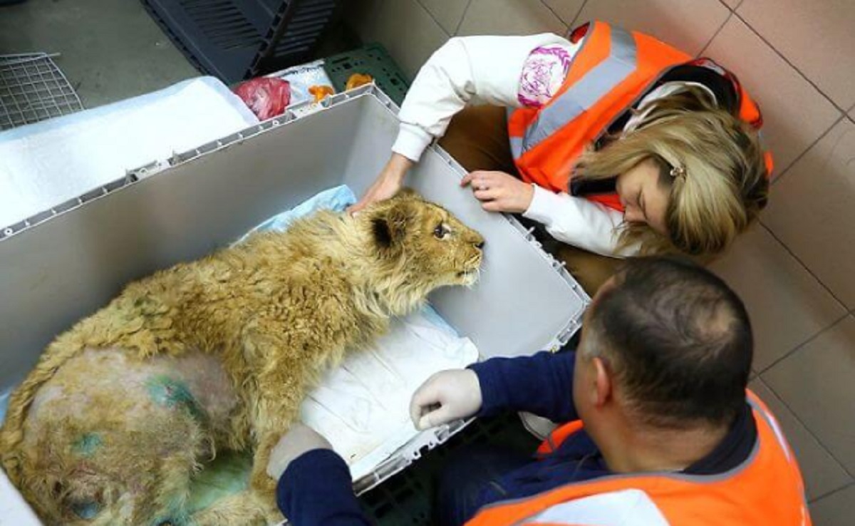 Usato per scattare foto coi turisti: legato in un fienile e con ...