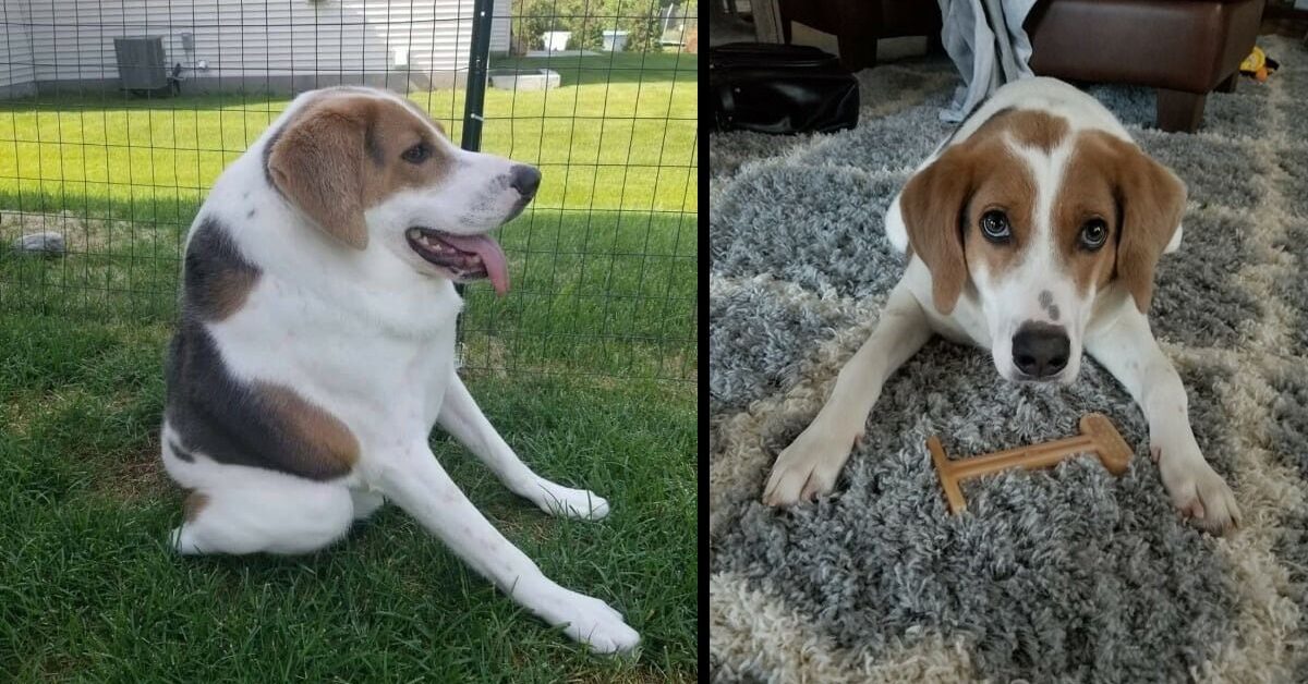 Cagnolino nato con la spina dorsale corta e senza collo trova una ...