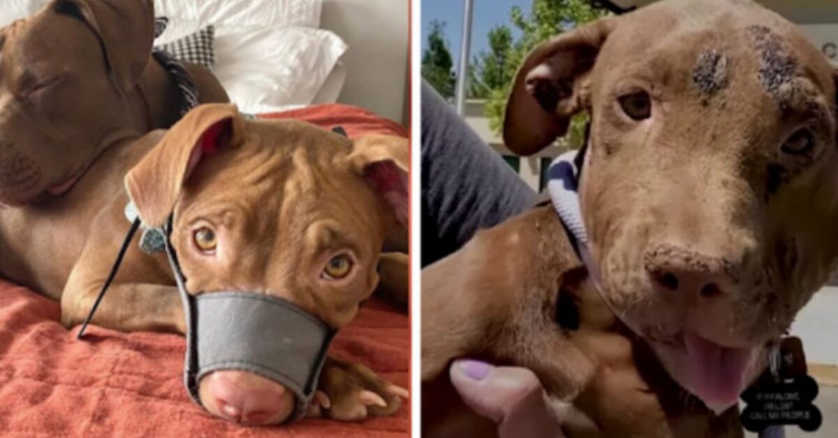Duke, il Pitbull dal cuore d'oro che ha conquistato il cuore della sua ...