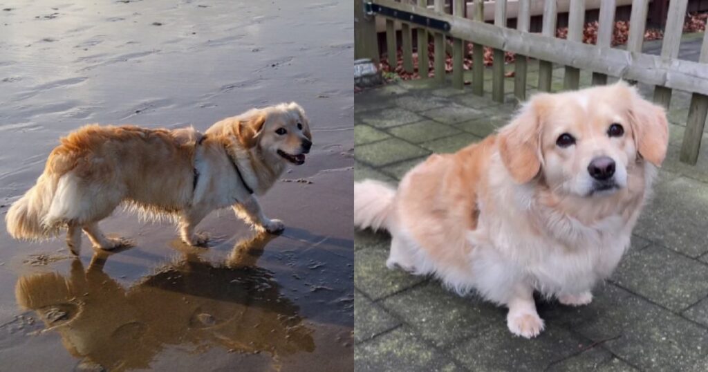 Sorprendente incrocio: Dox, l'adorabile mix tra Golden Retriever e ...