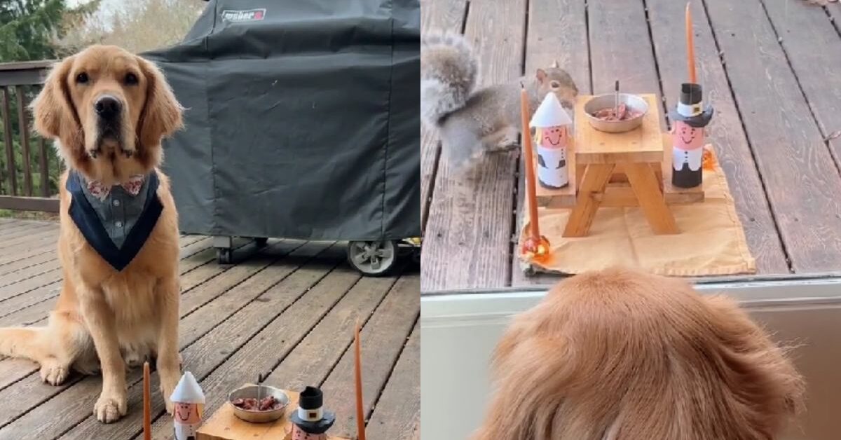 Golden Retriever invita il suo amico scoiattolo a una simpatica cena ...