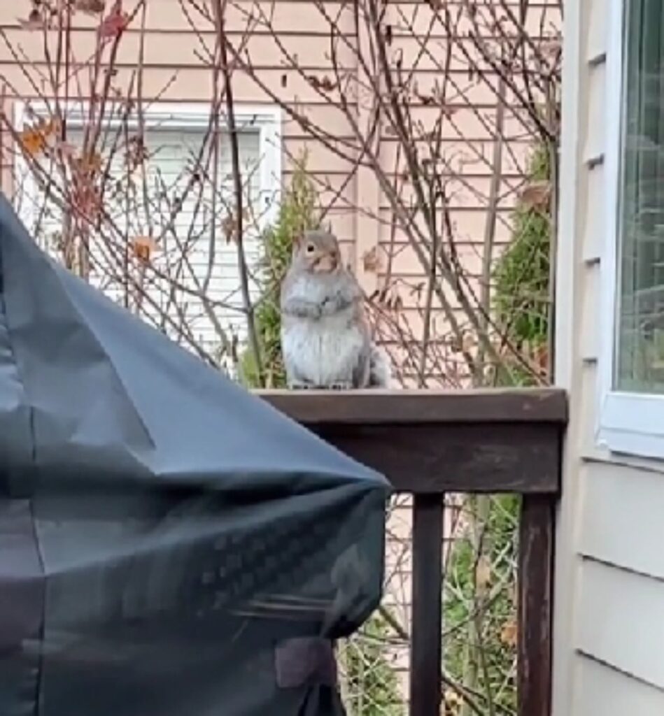 Golden Retriever invita il suo amico scoiattolo a una simpatica cena ...