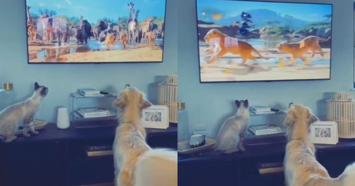 Golden Retriever e un gattino guardano insieme "Il Re Leone" e il ...