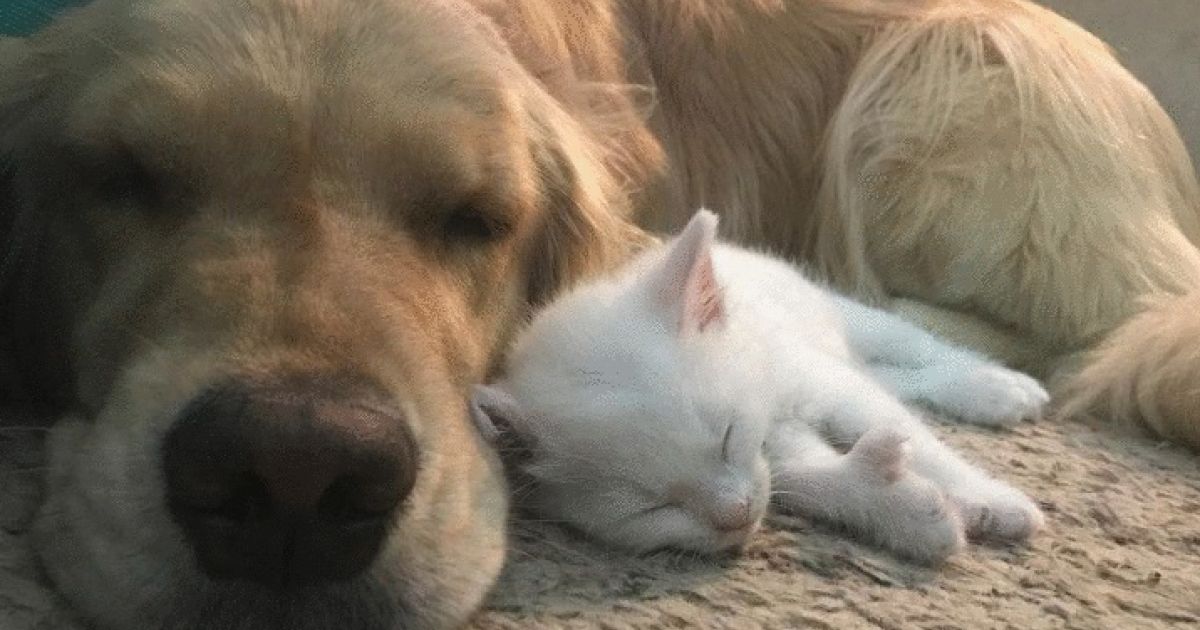 15 Foto di animali a cui piace nascondersi dai loro proprietari