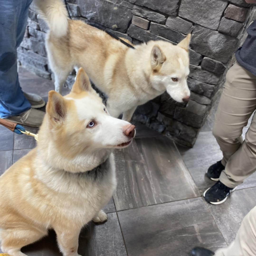 Questo Husky ha creato il caos al rifugio, ma il post sul suo disastro ...