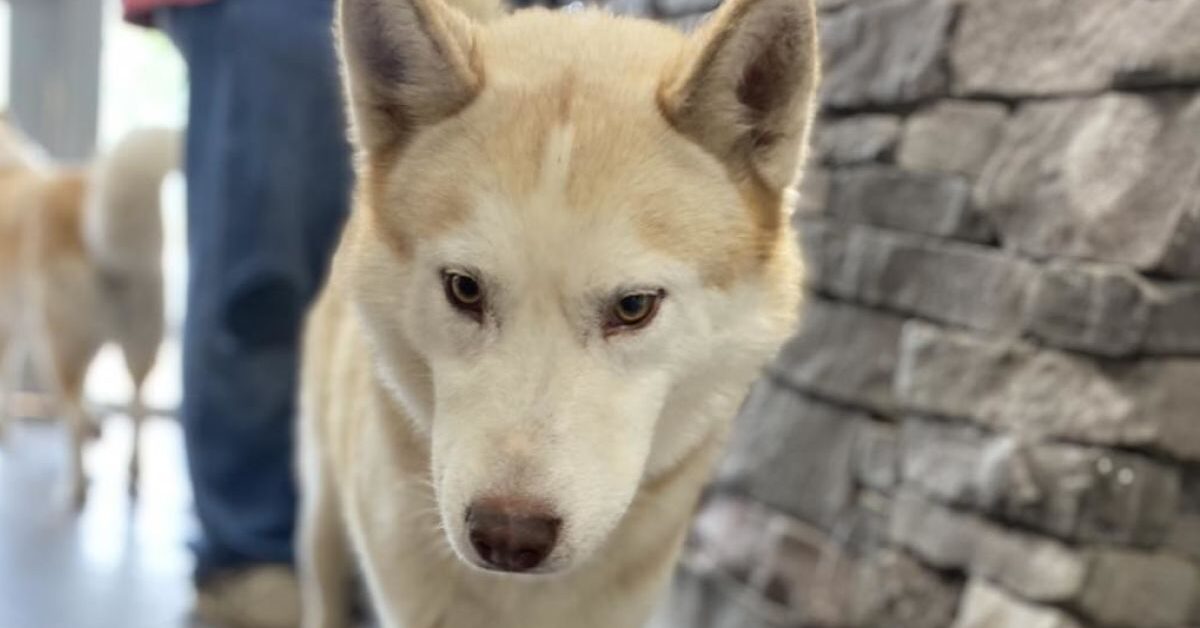 Questo Husky ha creato il caos al rifugio, ma il post sul suo disastro ...