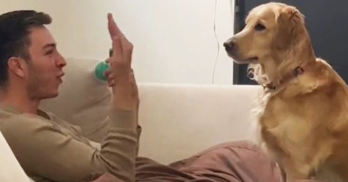 Golden Retriever sbalordito dai numeri di magia del padrone (VIDEO)