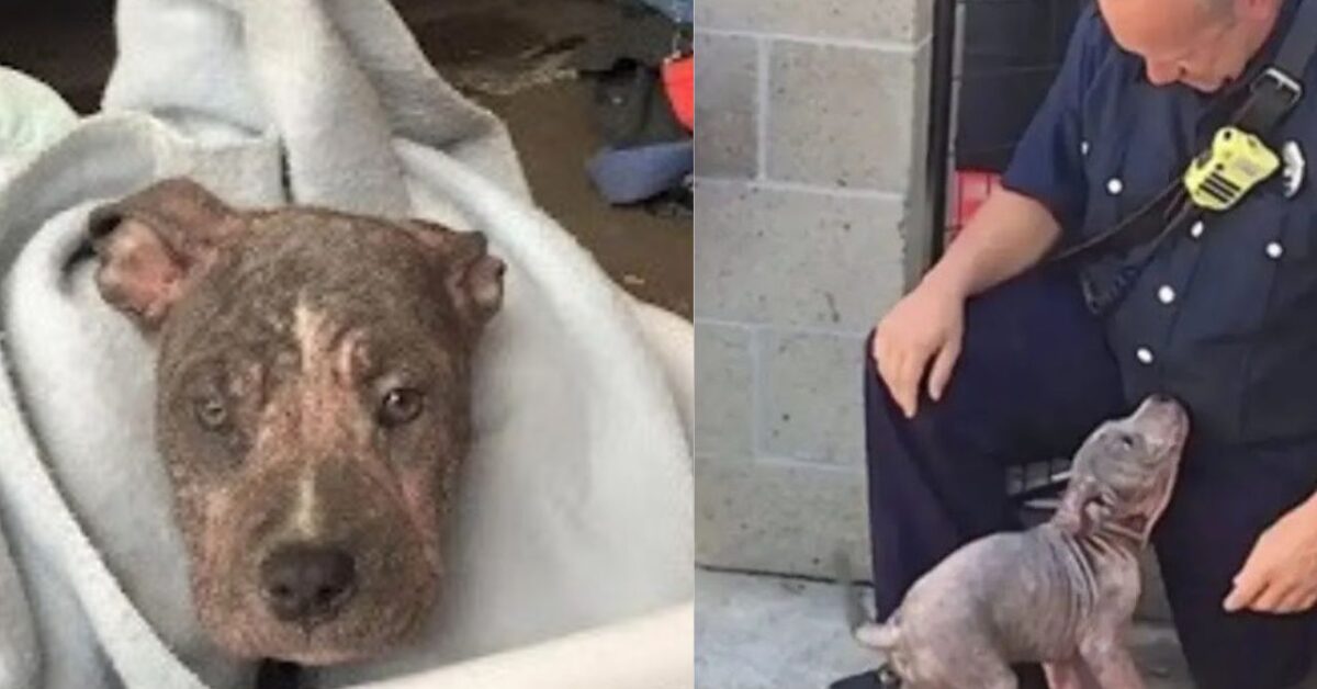 Il triste cucciolo del rifugio è incontenibile quando il pompiere che l ...