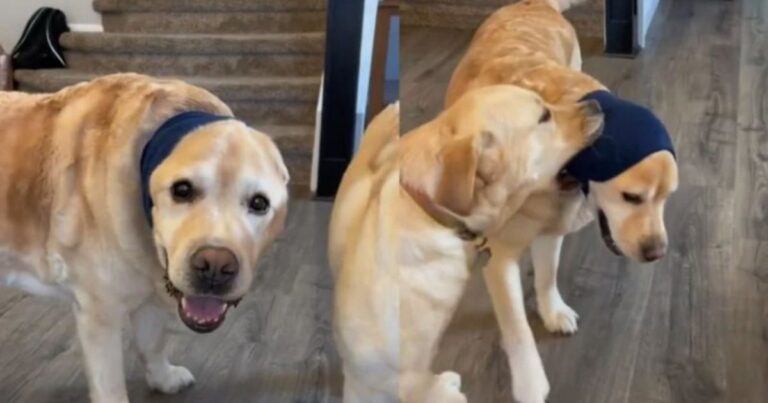 Labrador Retriever cerca di sfuggire dalle ossessioni del suo fratello ...