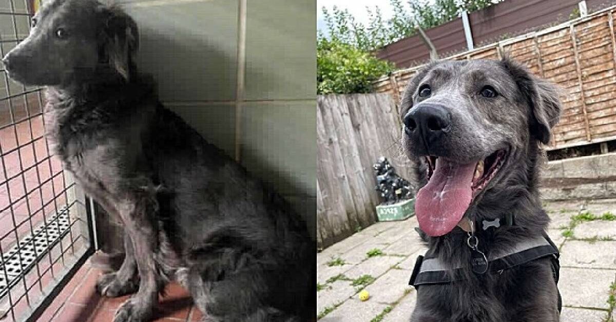 Cagnolino che aveva vissuto in una casa di accumulatori non sapeva cosa ...