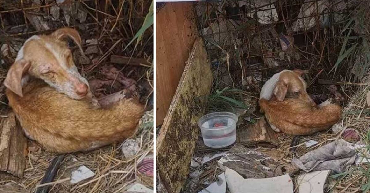 Cagnolino era debole e malnutrito: non aveva più la forza per alzarsi ... Cagnolino era debole e malnutrito: non aveva più la forza per alzarsi ...