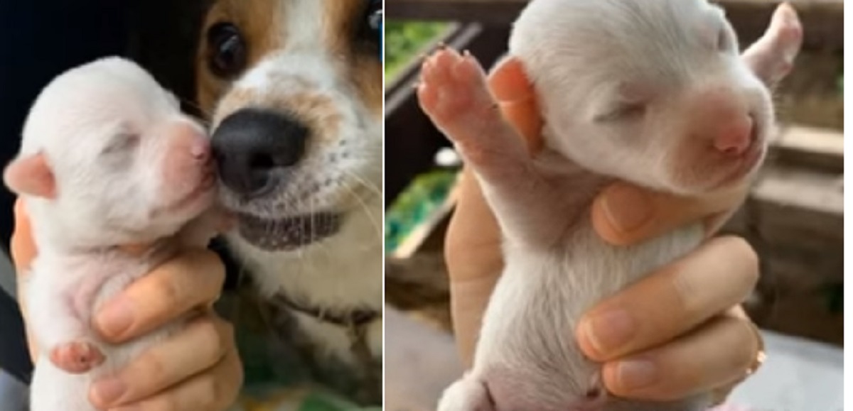 Cagnolina incinta è stata abbandonata legata a un albero e ha dato alla ...