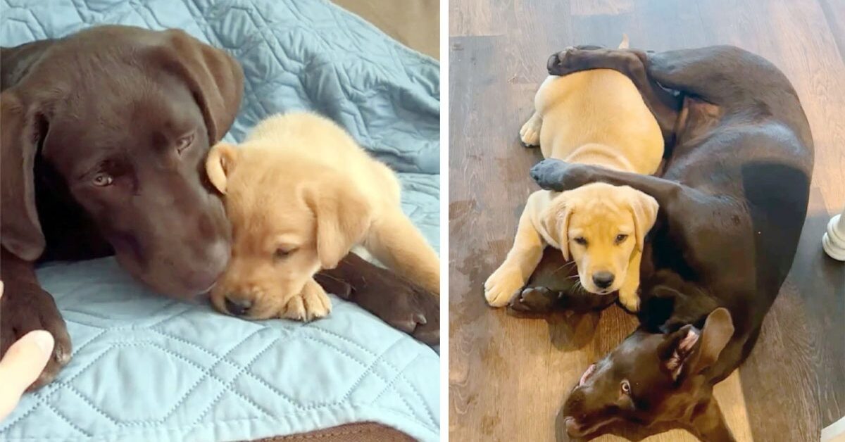 Labrador soffre di ansia e viene affiancato da un cucciolo che lo supporta Labrador soffre di ansia e viene affiancato da un cucciolo che lo supporta