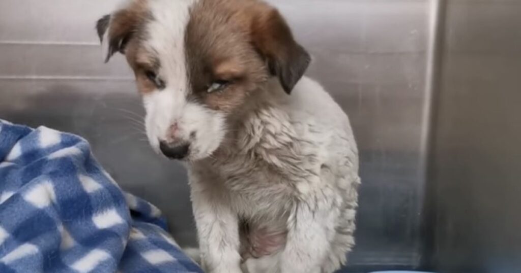 Donna trattiene le lacrime mentre allunga la mano verso il cucciolo ricoperto di fango e rifiuti ...
