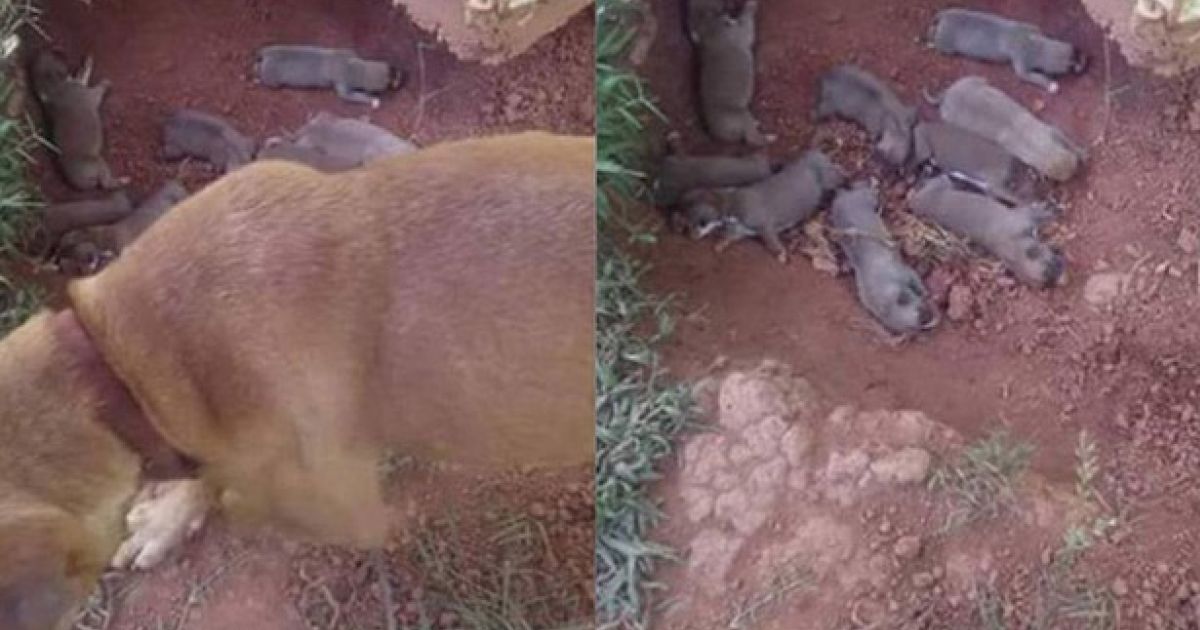 Golden Retriever spia il cane del vicino attraverso un buco nella sua ...