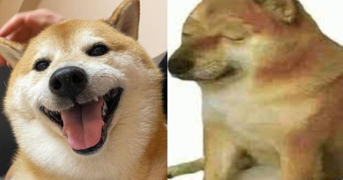 Cheems, il cane divenuto famoso per i meme, si è spento a causa di una ...