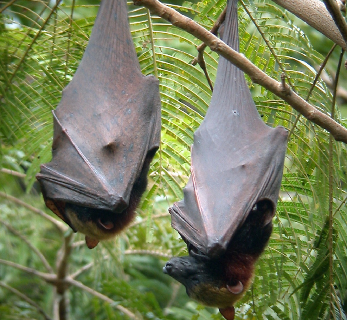 La chiamano la “volpe volante” ed è il pipistrello più grande del mondo