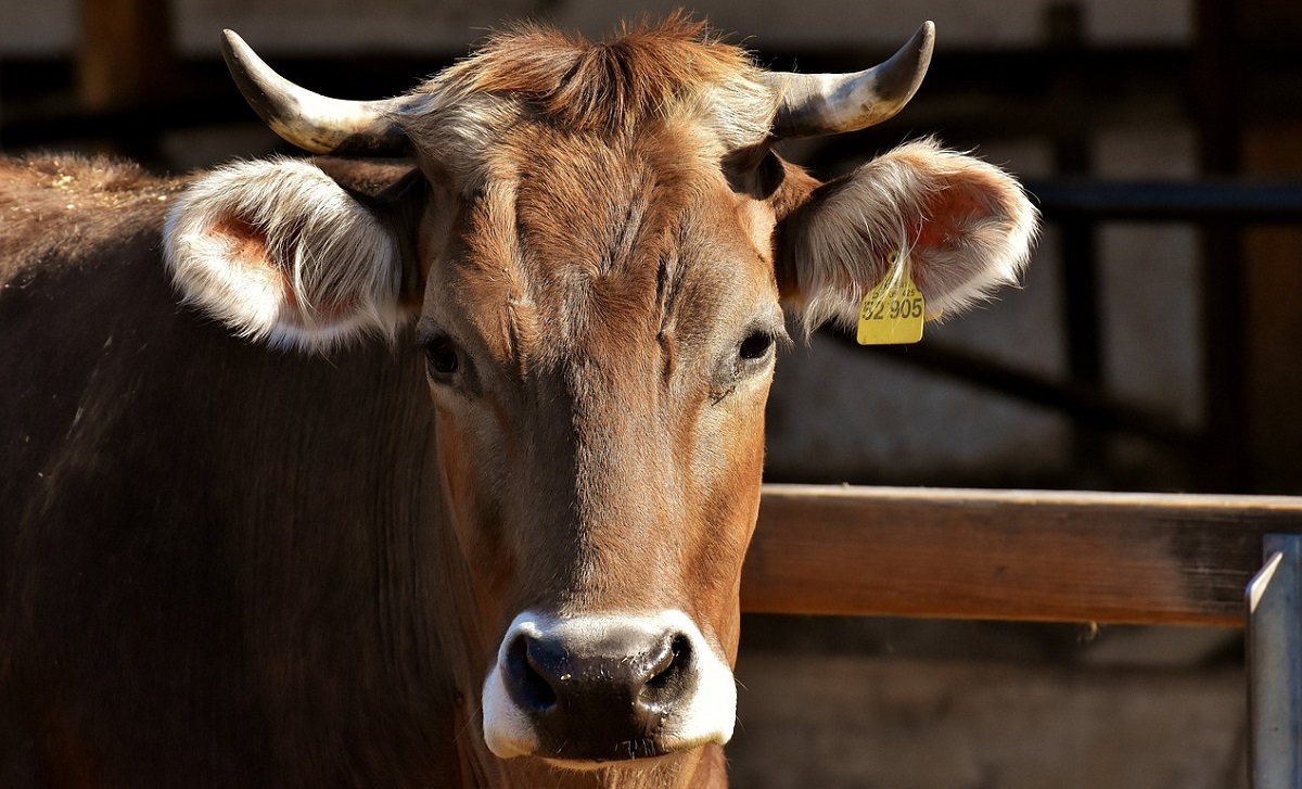 Mucca si rifugia in una chiesa dopo essere scappata dal macello