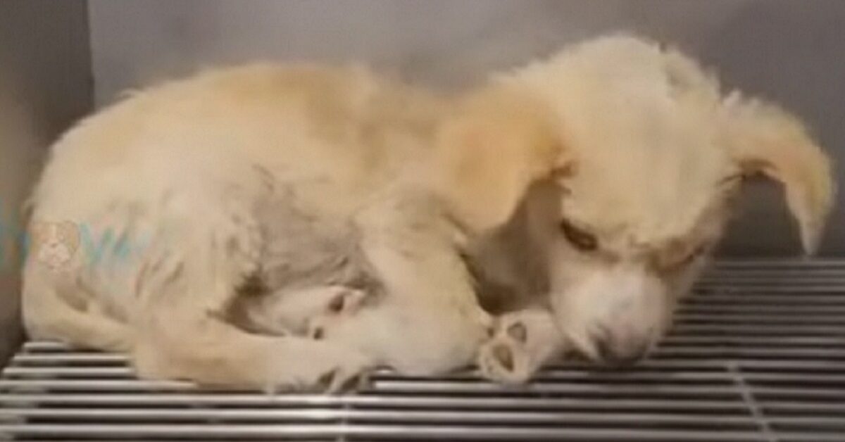 La storia della cagnolina legata ad una moto e trascinata: era così ...