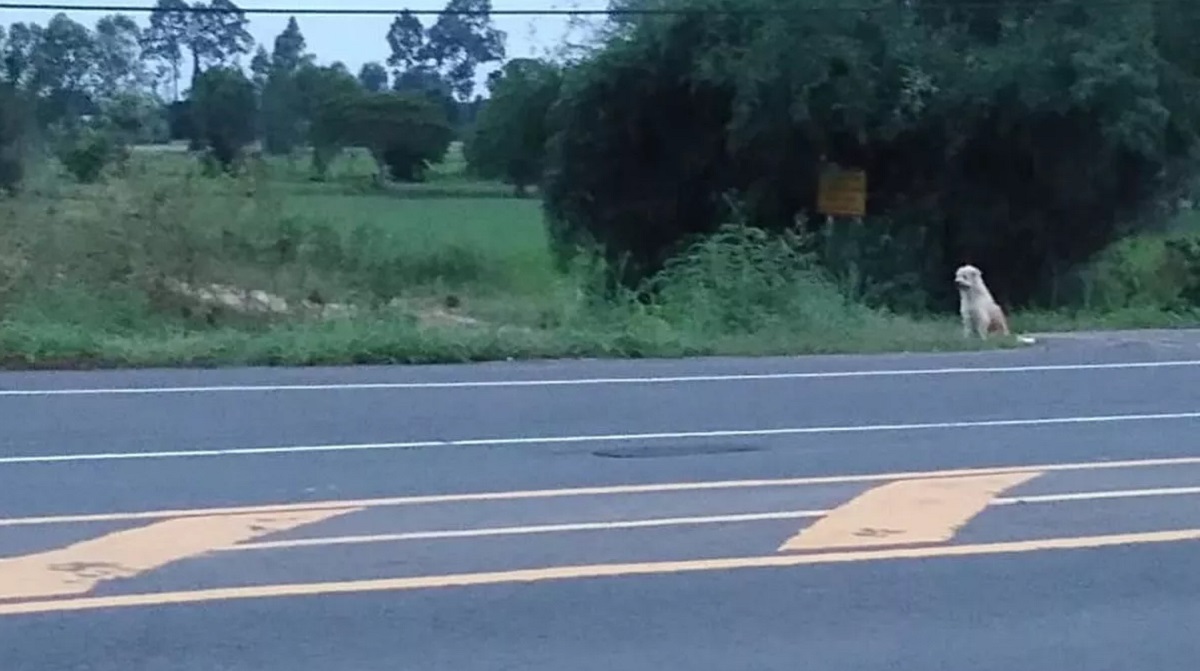 Cane fedele perde il suo padrone e lo aspetta per quattro anni sul ...