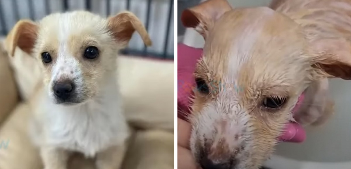 La storia della cagnolina legata ad una moto e trascinata: era così ...