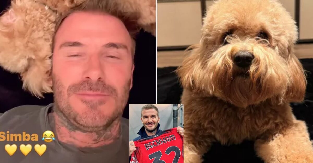 David Beckham si gode un momento di relax con il suo amato cane Simba