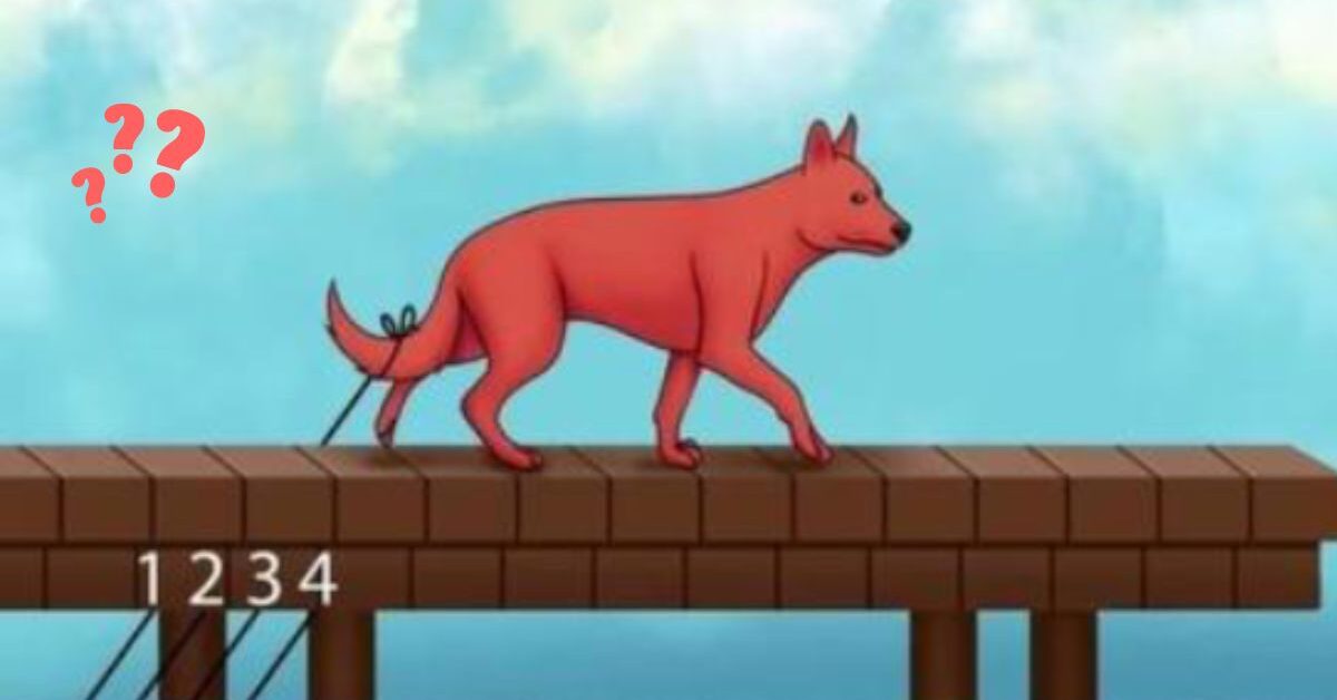 Qual è la corda legata alla coda del cane? Solo le menti brillanti ...